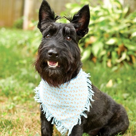 Wholesale Pet Supplies | Primitives By Kathy