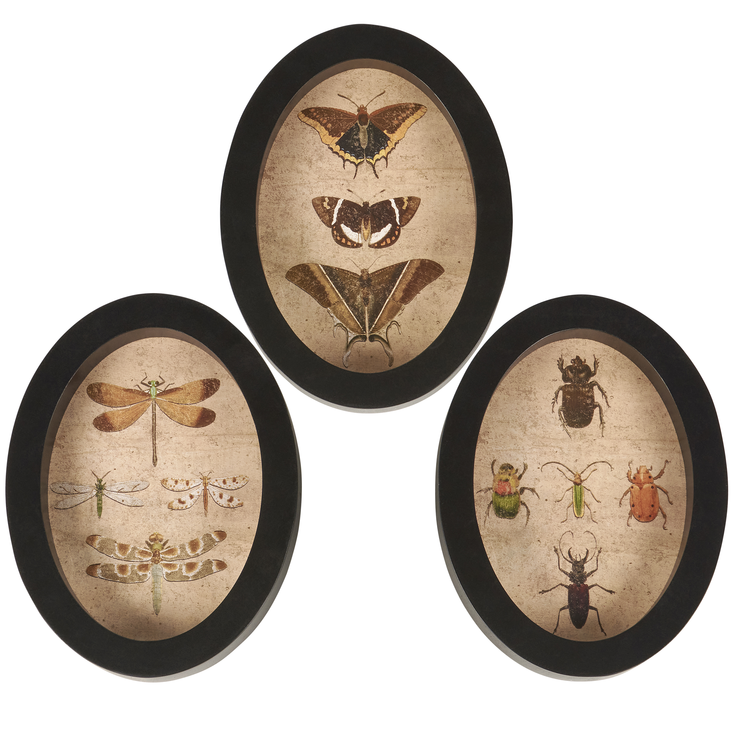 Insect Study Hanging Decor Set | Primitives By Kathy