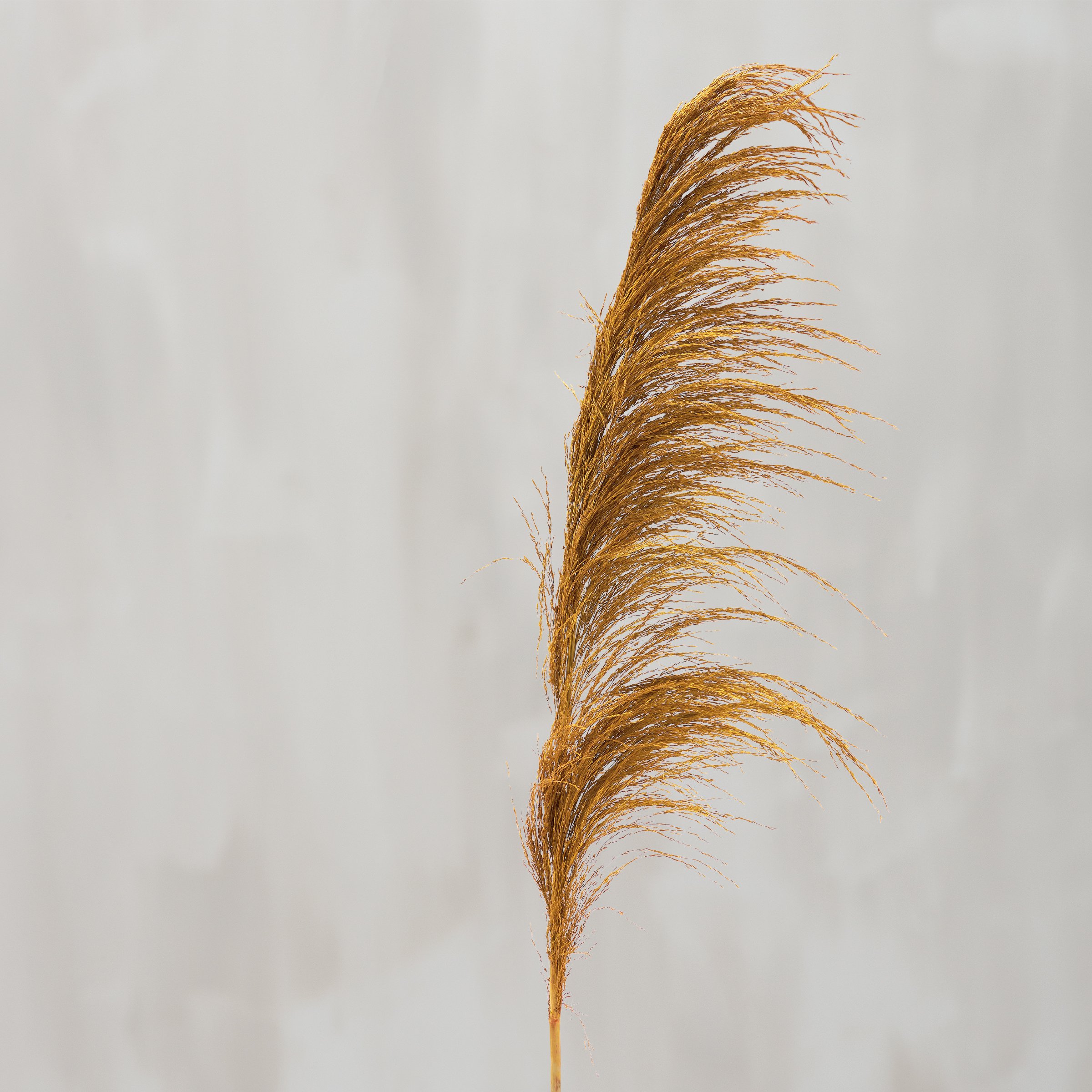 Yellow Common Reed Floral Pick | Primitives By Kathy
