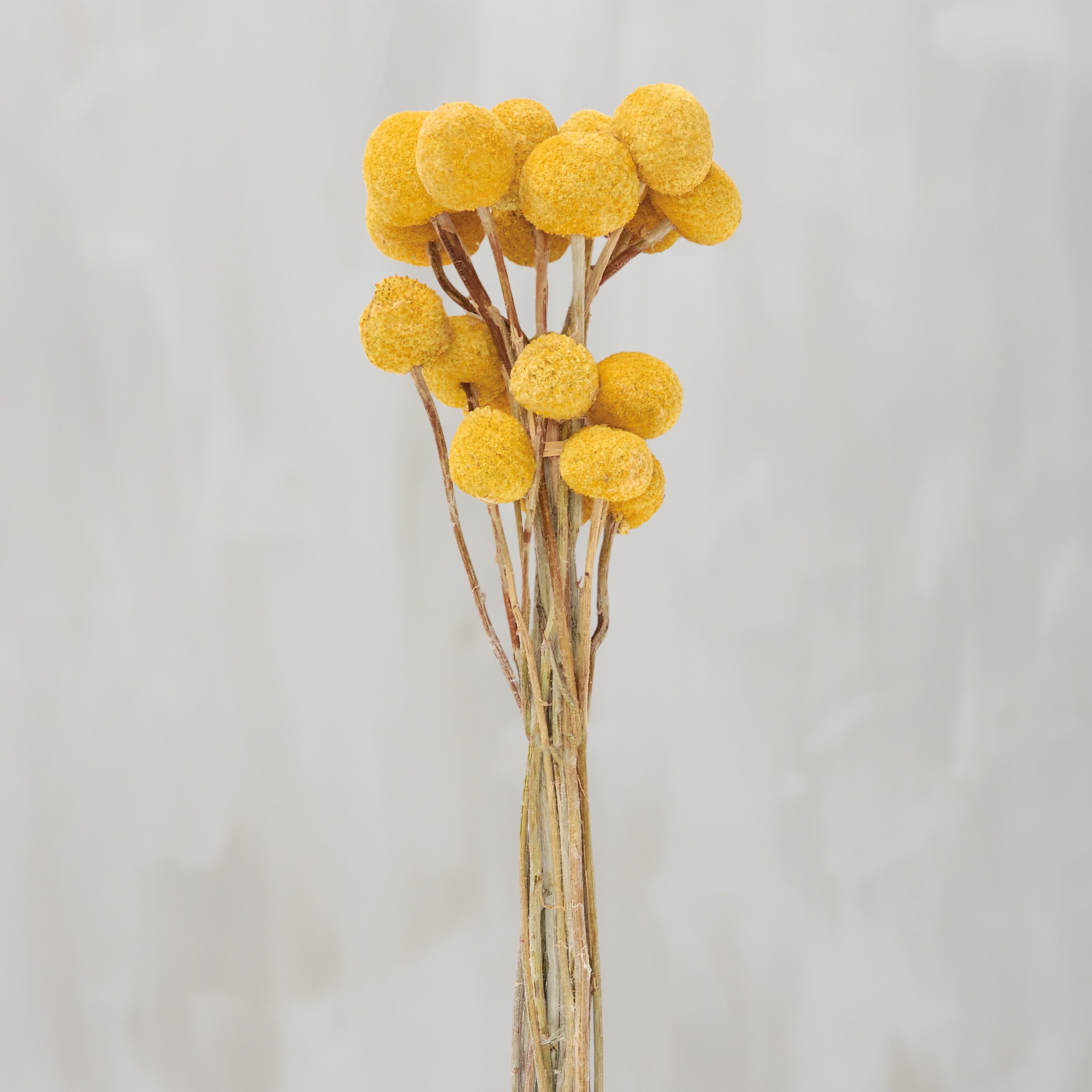 Yellow Billy Button Bouquet | Primitives By Kathy